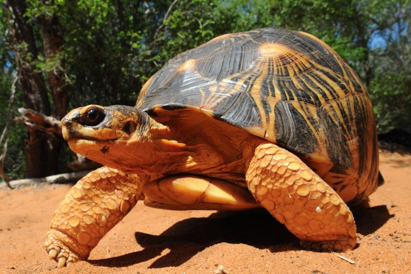 Madagascar 2018 - Turtle Sanctuary Conservation Center
