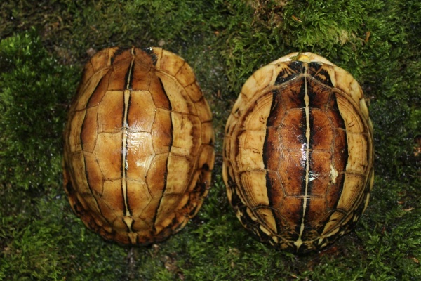 Cuora picturata - Turtle Sanctuary Conservation Center