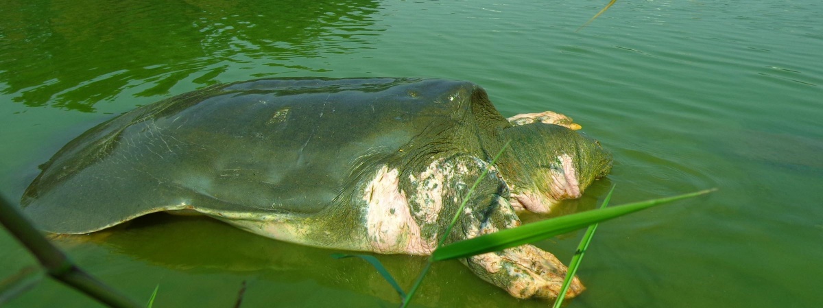 Rafetus swinhoei - Turtle Sanctuary Conservation Center