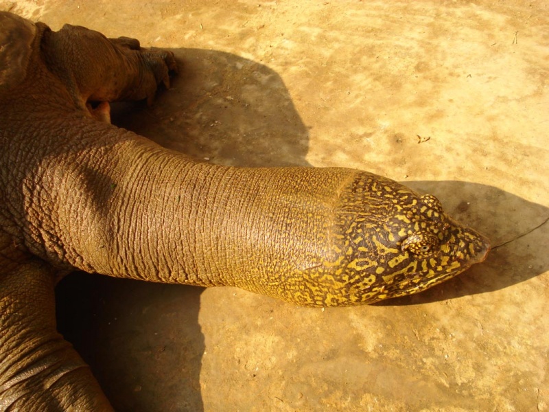 Rafetus swinhoei - Turtle Sanctuary Conservation Center