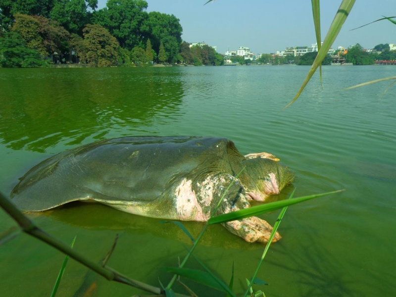 Rafetus swinhoei - Turtle Sanctuary Conservation Center